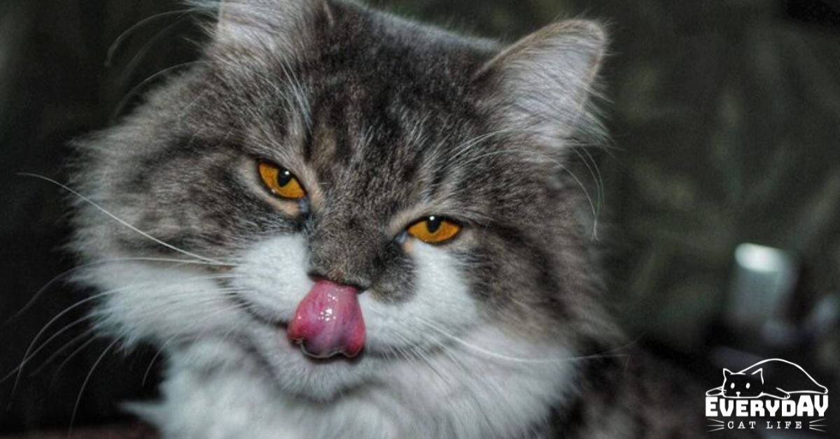Cat drooling: Causes & Vet Advice 2025