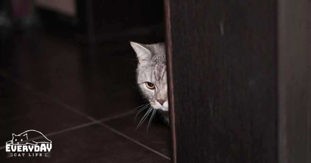Cat Hiding: Why & How to Help Your Cat